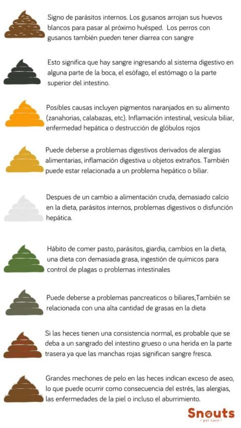 ¿Sabías que la caca de tu perro puede revelar mucho sobre su salud ...
